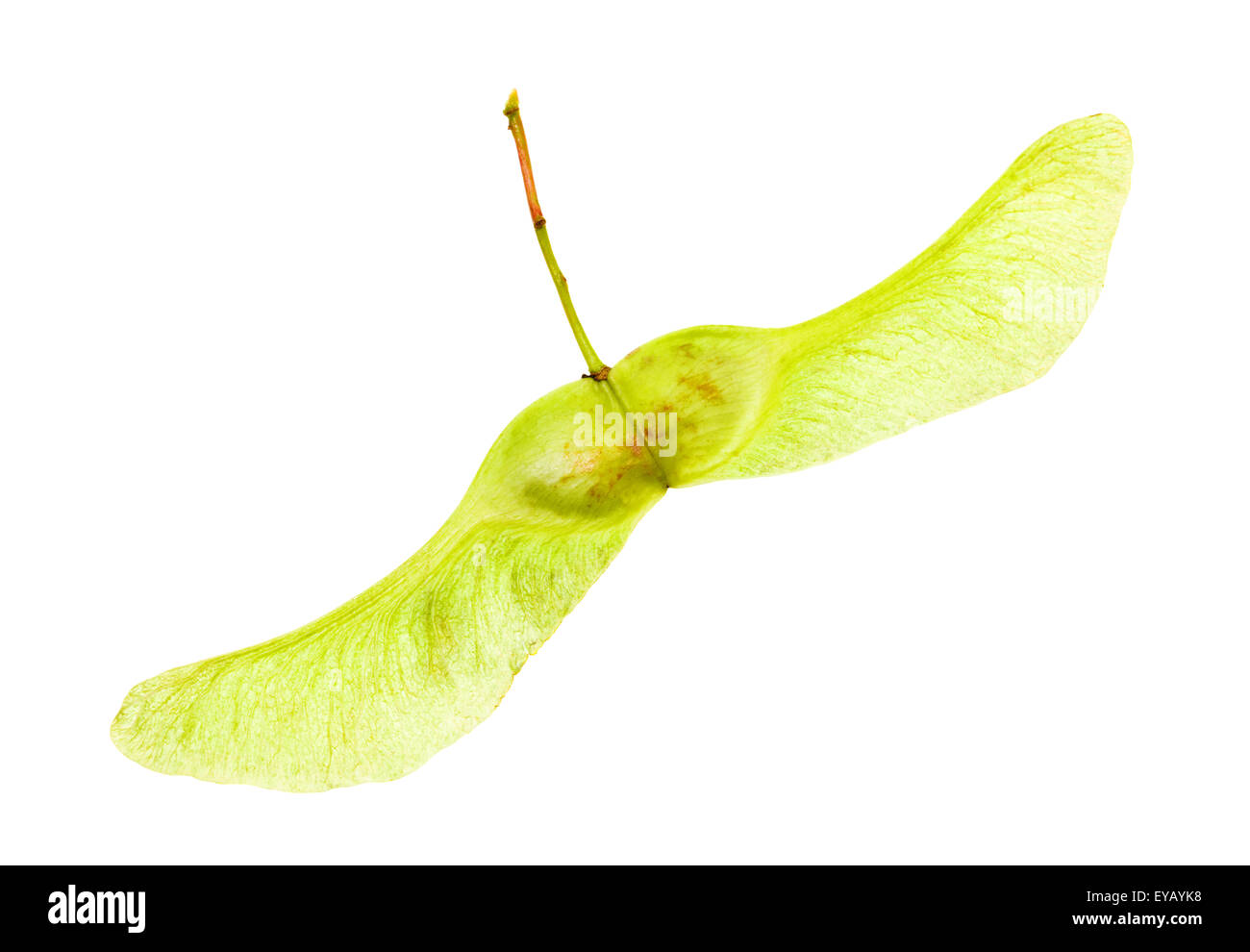 Flying maple seed hi-res stock photography and images - Alamy