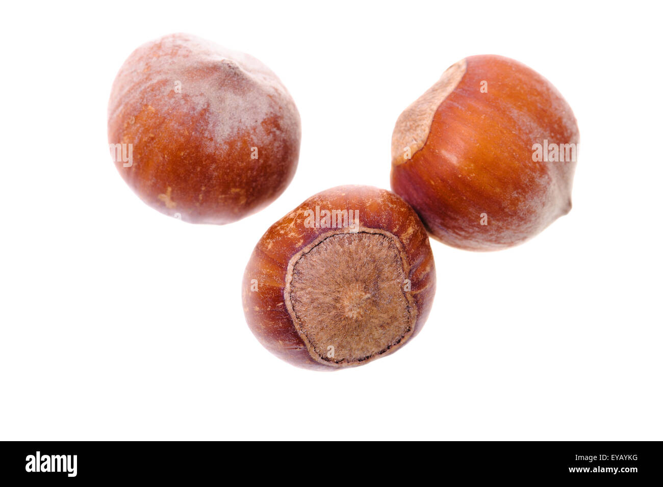 Hazelnut photograph hi-res stock photography and images - Alamy