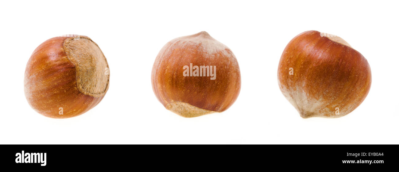 Hazelnut photograph hi-res stock photography and images - Alamy