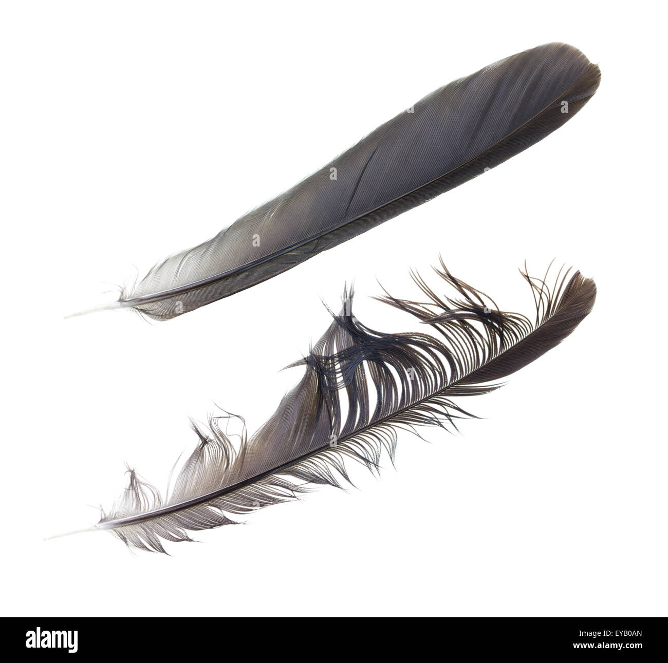 Black and white photograph paper Cut Out Stock Images & Pictures - Alamy