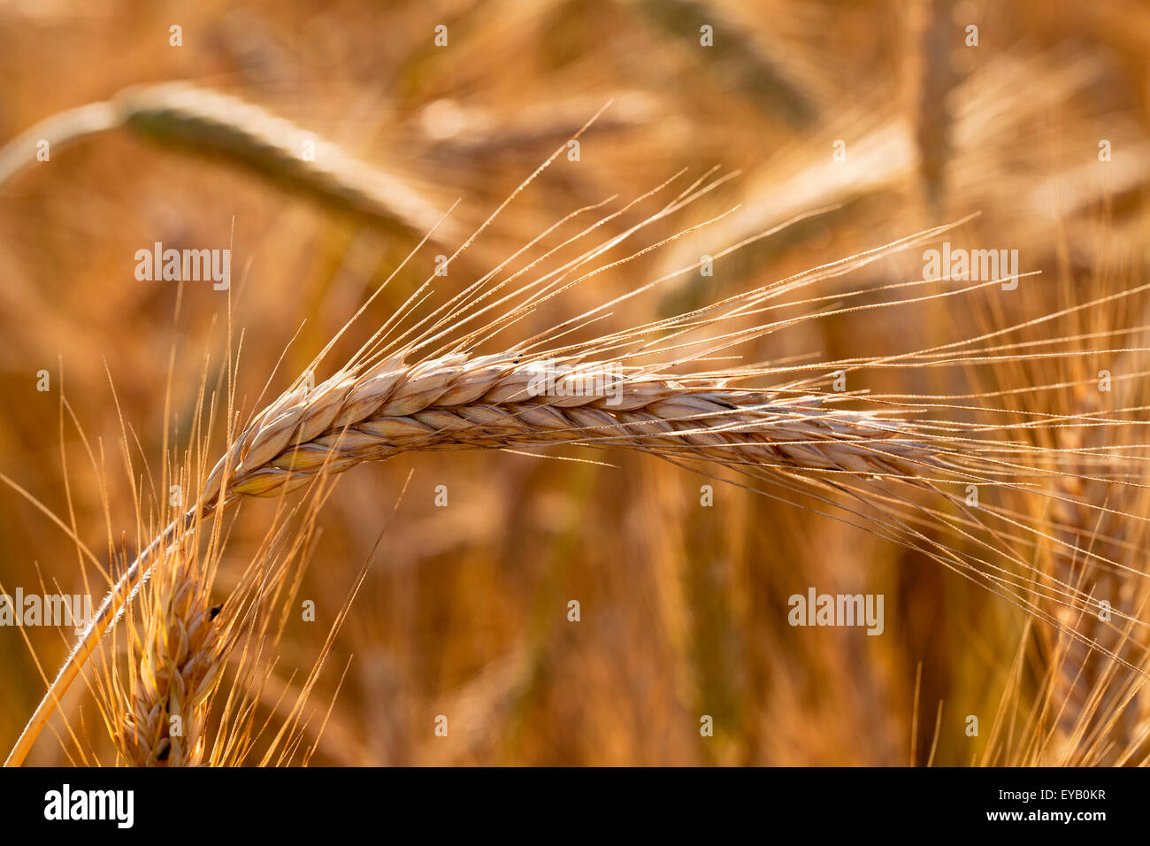 Wheat indigenous hi-res stock photography and images - Alamy