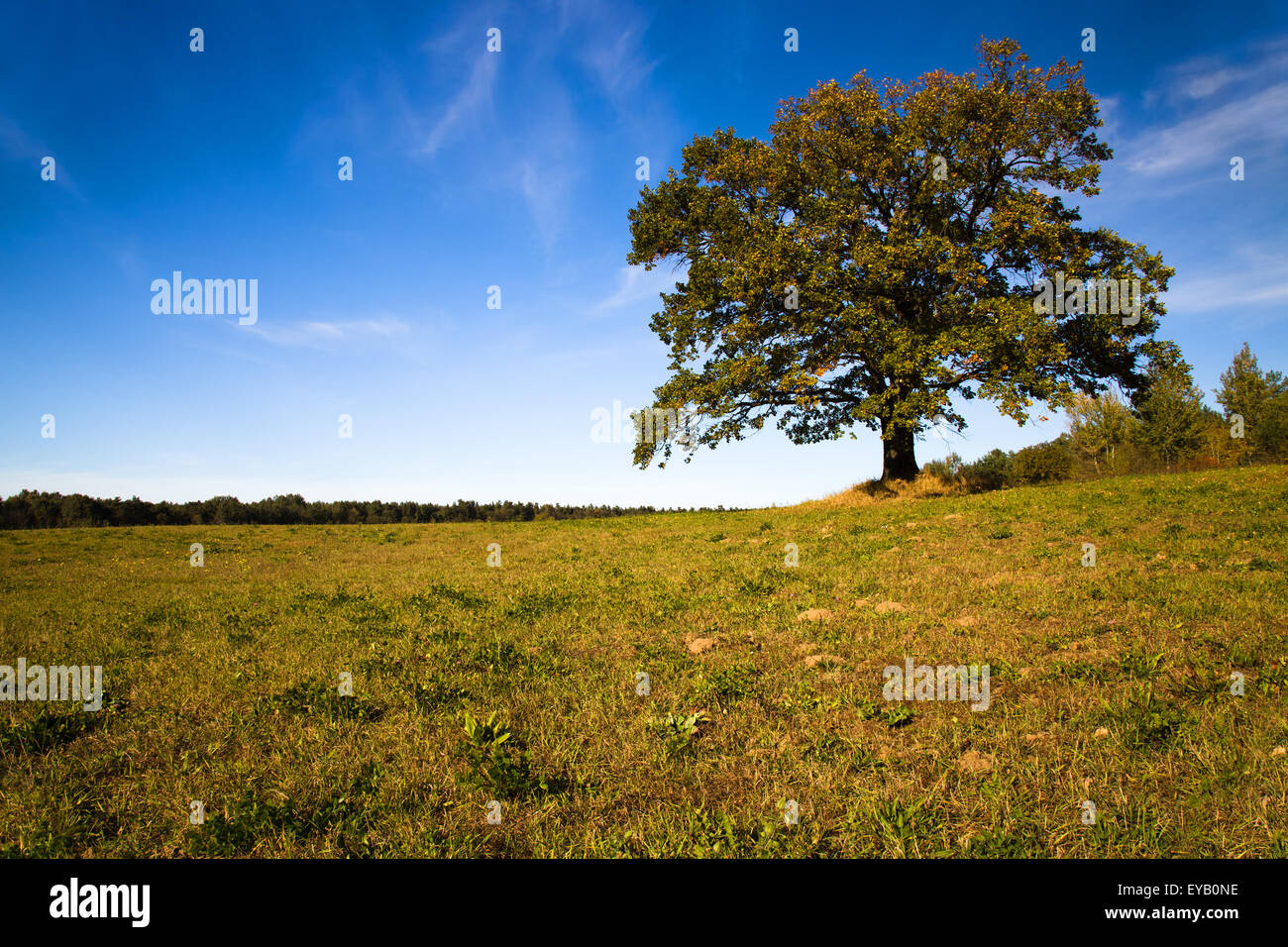 trees in autumn Stock Photo - Alamy