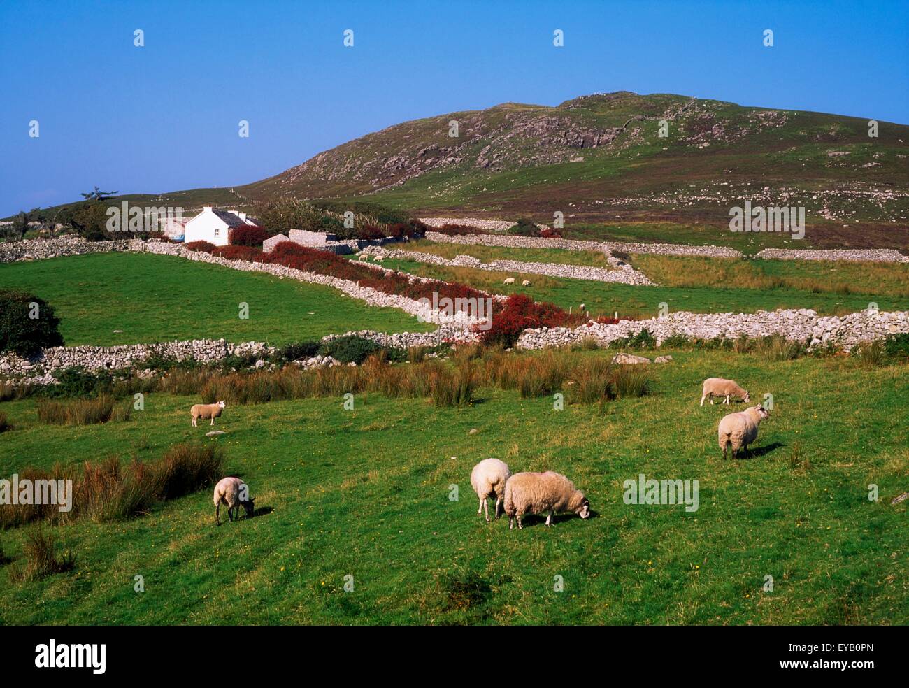 Horn Head, Co Donegal, Ireland; Grazing Sheep And Farm Structures Stock ...
