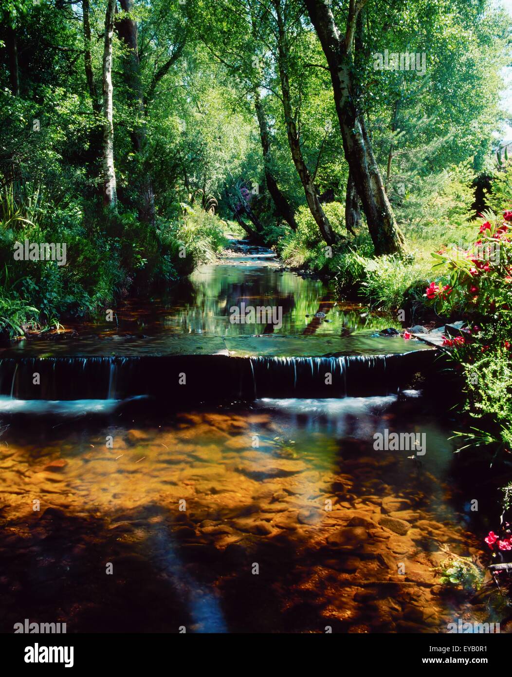 Glenleigh Gardens, Co Tipperary, Ireland; Stream Through Woods Stock ...