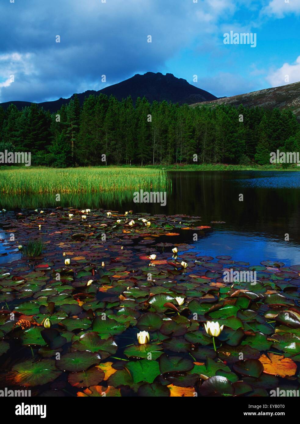 Silent valley water lilies hi-res stock photography and images - Alamy