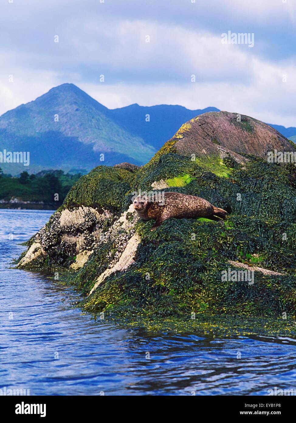 Glengarriff, Co Cork, Ireland; Seals On The Shore Stock Photo - Alamy