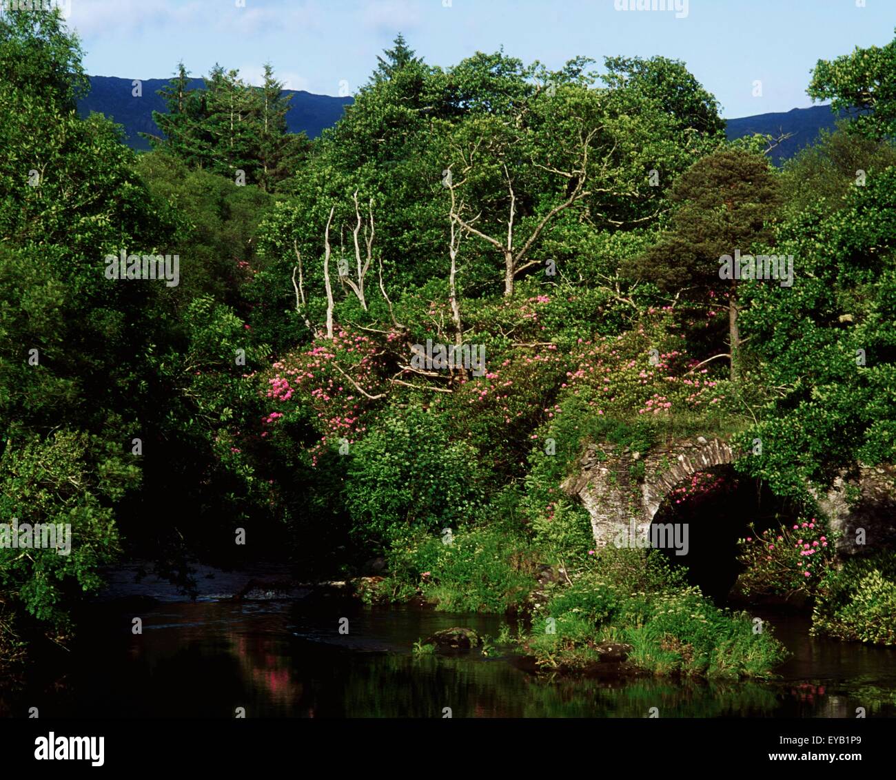 Wellington Bridge, Glengarriff, Co Cork, Ireland; Foliage Growing Over ...
