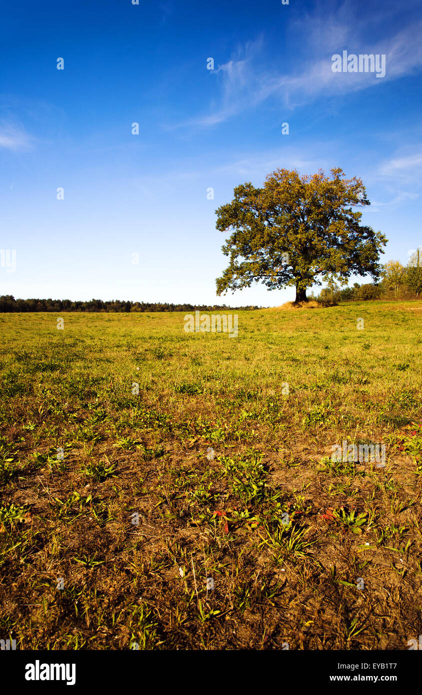 tree in the field Stock Photo - Alamy