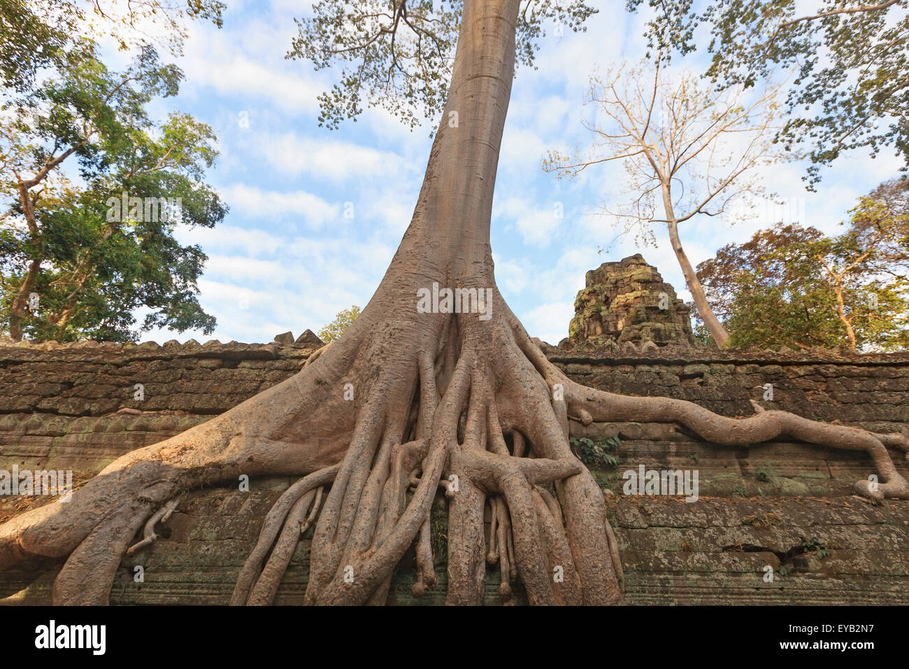 Ancient root hi-res stock photography and images - Alamy