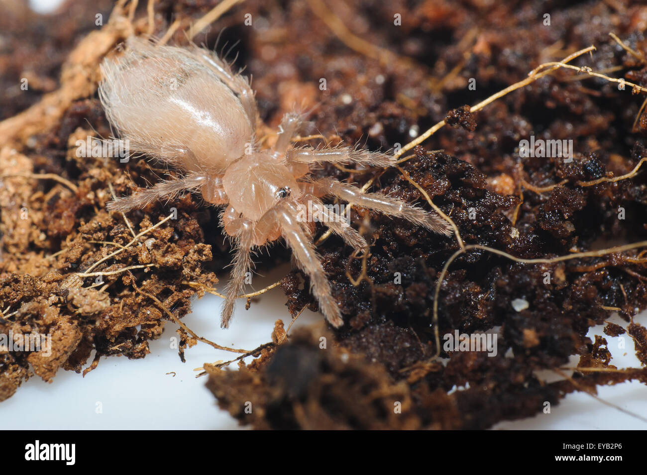 Young bird spider Stock Photo - Alamy