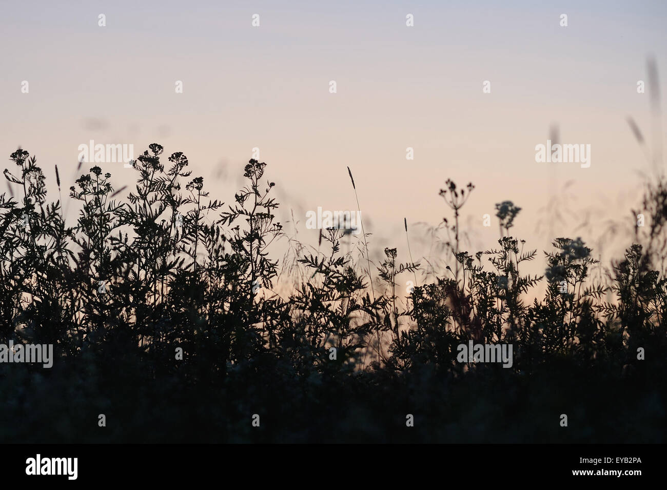 Field grass shadows by sunset. Abstract background Stock Photo - Alamy