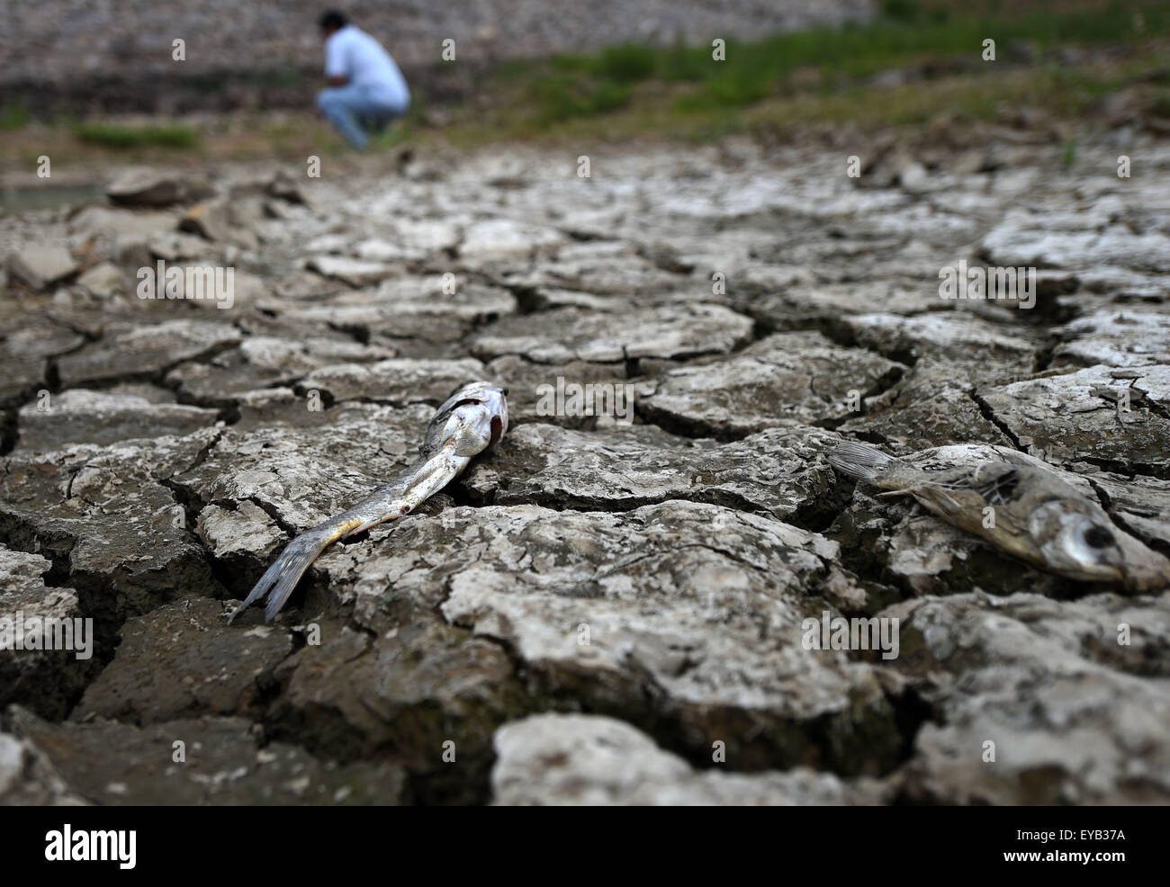 Crops affected by drought hi-res stock photography and images - Alamy