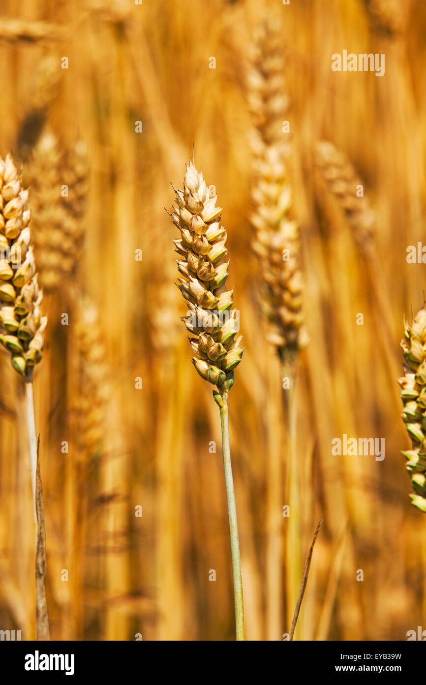 the turned yellow rye Stock Photo - Alamy