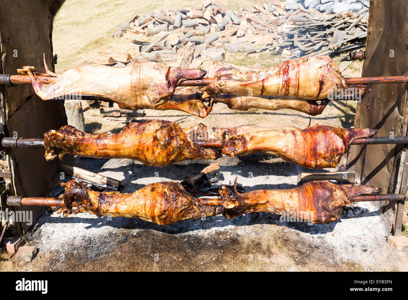 Traditional Bulgarian roasting lamb barbecue. It is roasted meat over ...