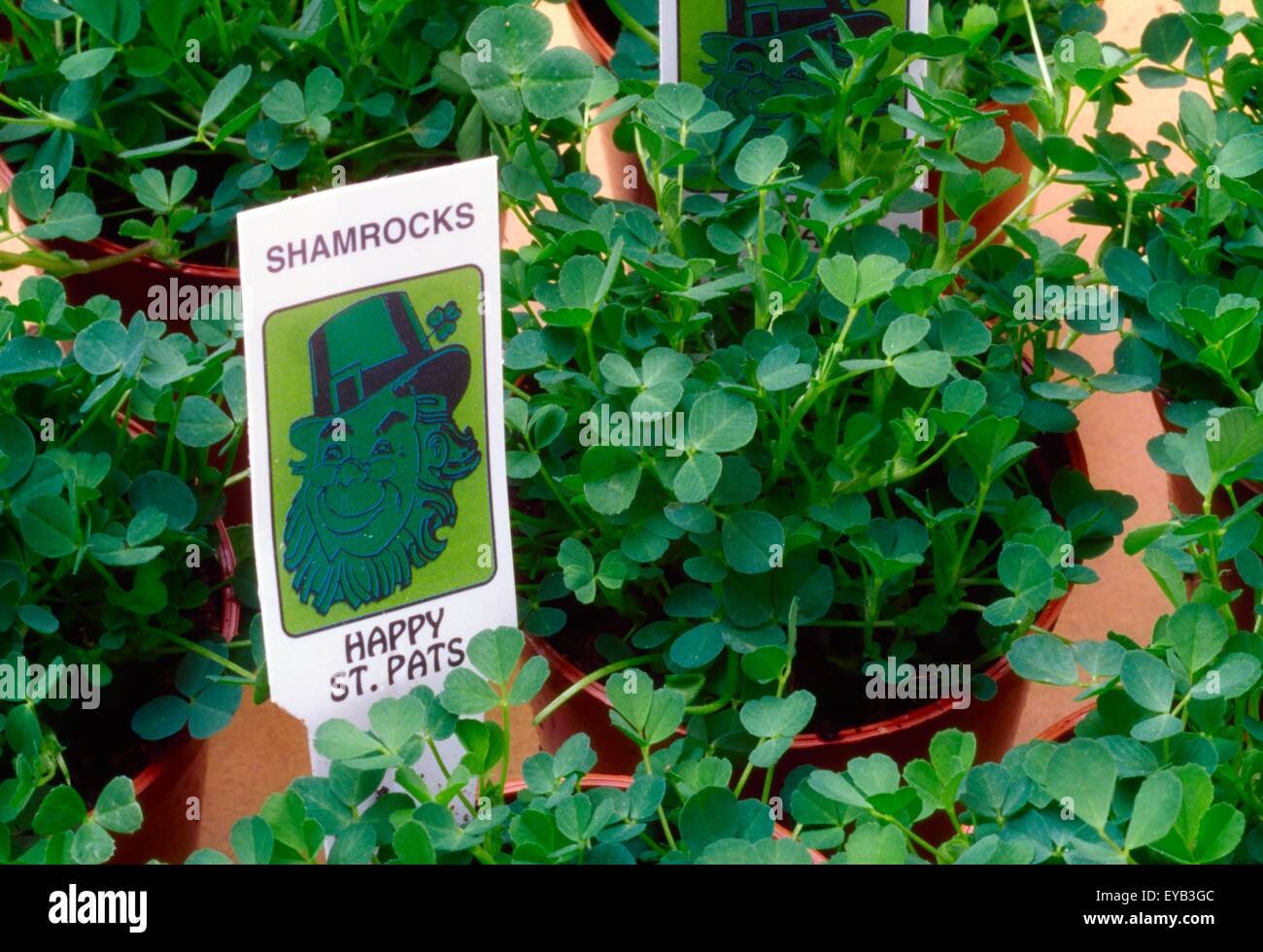 Ireland; Shamrock Plants Stock Photo - Alamy