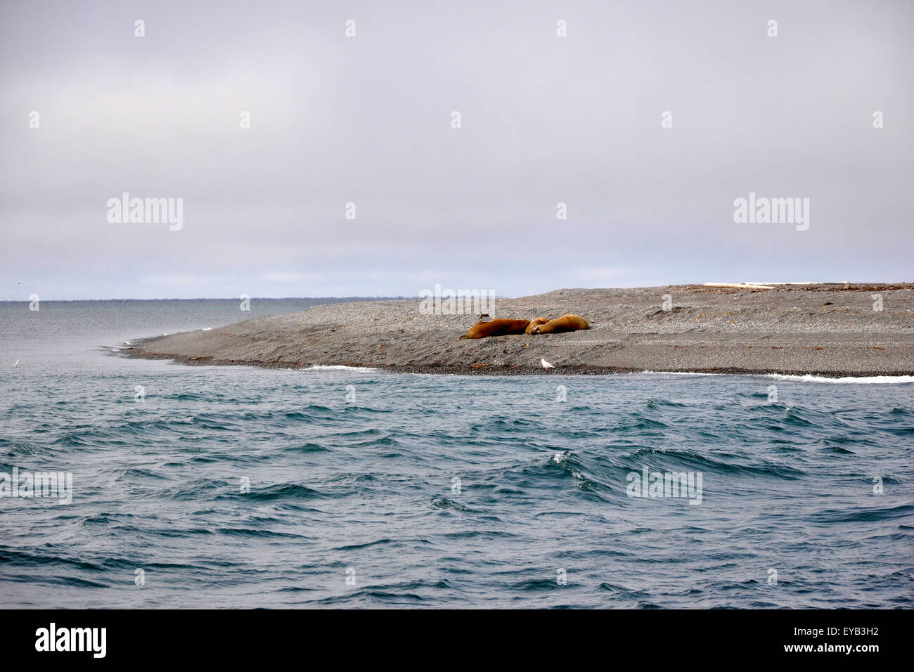 Norway, Svalbard islands, Spitsbergen island, walrus Stock Photo - Alamy Norway, Svalbard islands, Spitsbergen island, walrus Stock Photo - Alamy