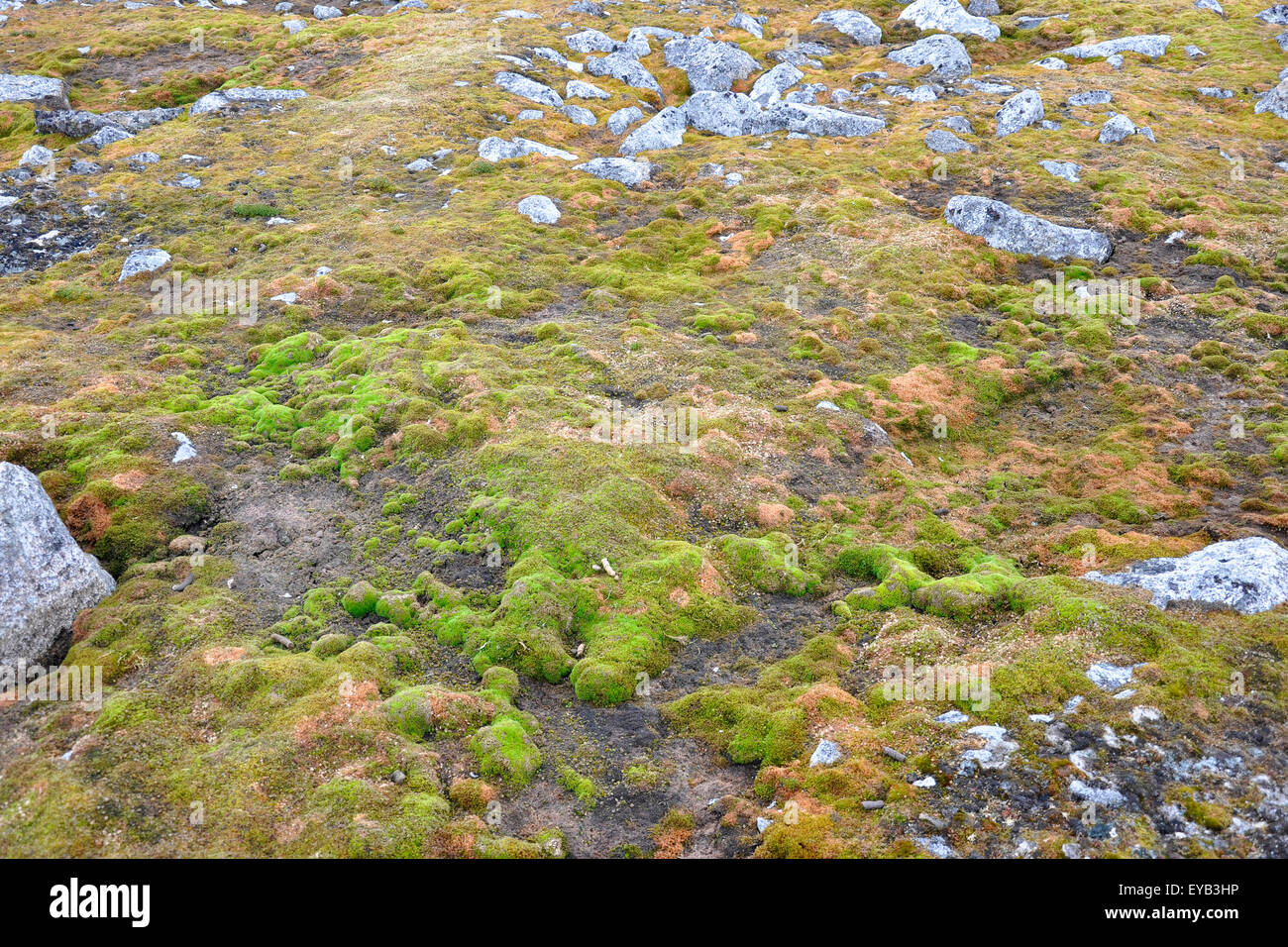 Norway, Svalbard islands, Spitsbergen island, lichens Stock Photo - Alamy
