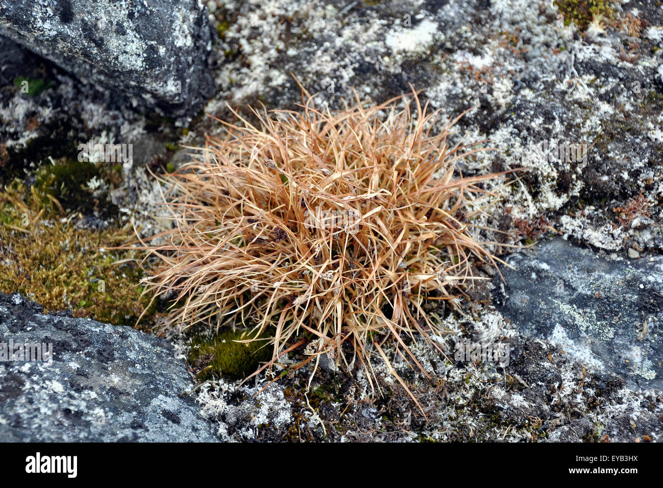 Norway, Svalbard islands, Spitsbergen island, lichens Stock Photo - Alamy