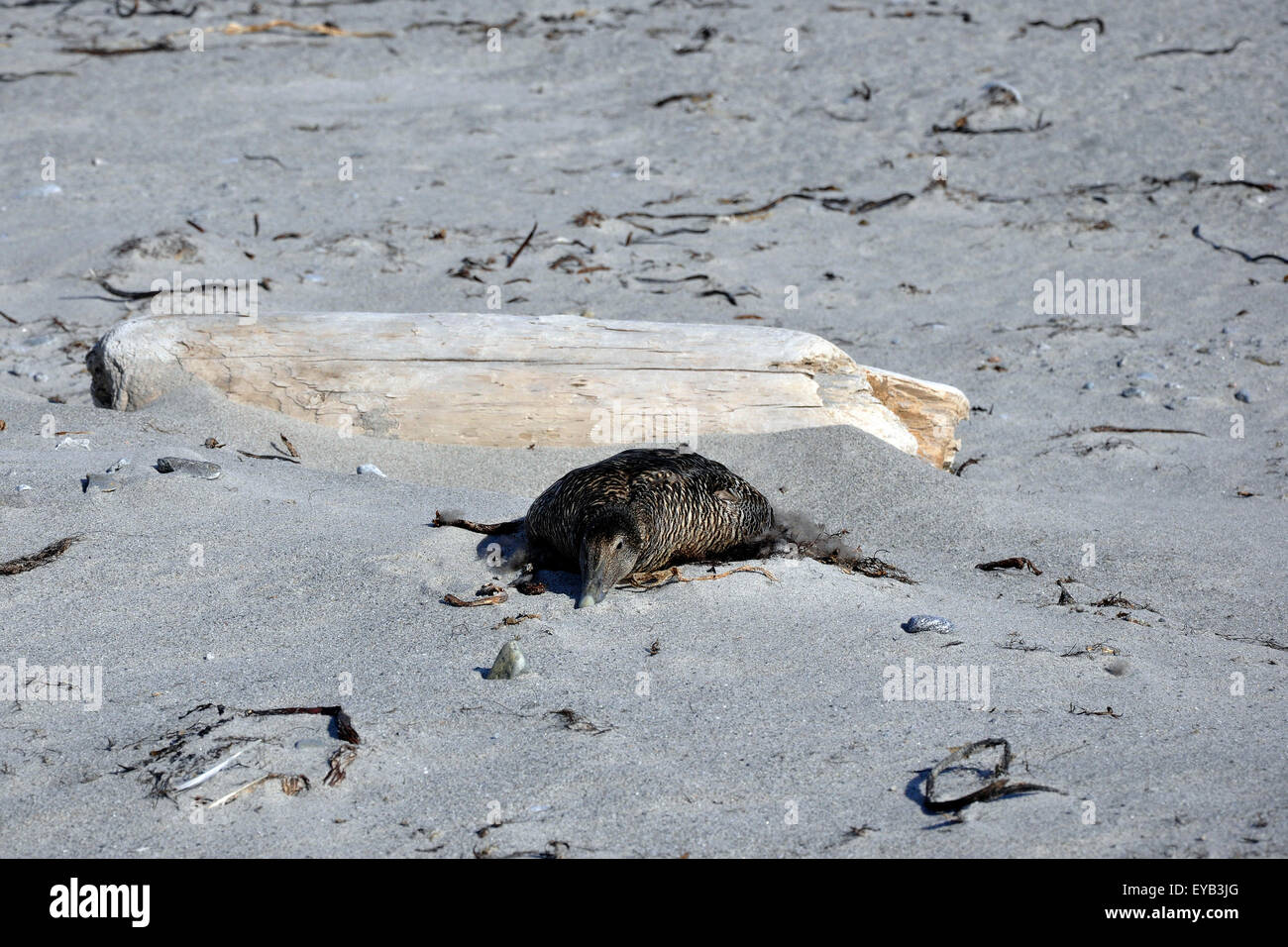 Norway, Svalbard islands, Spitsbergen island, bernache goose Stock ...