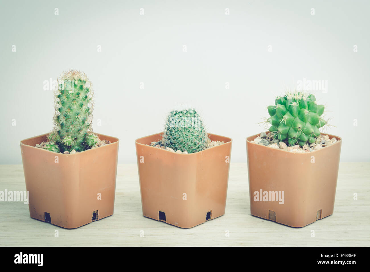 Three tone flower hi-res stock photography and images - Alamy