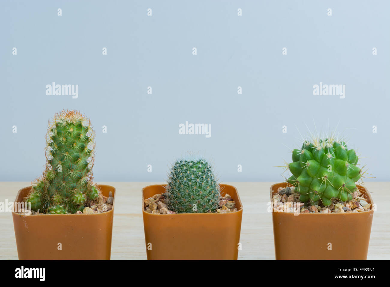 Three potted cactus on background Stock Photo - Alamy
