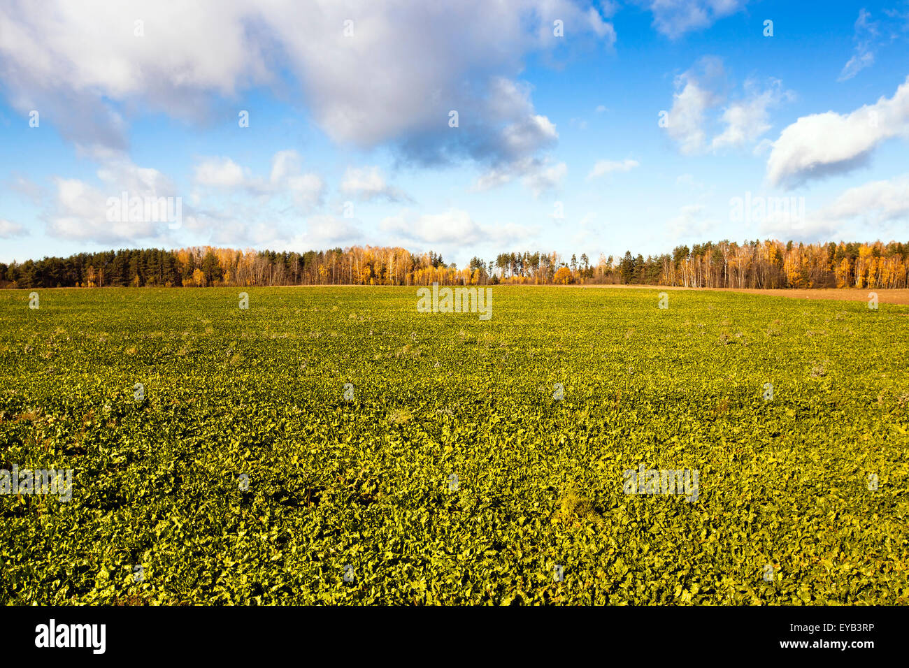 trees in autumn Stock Photo - Alamy