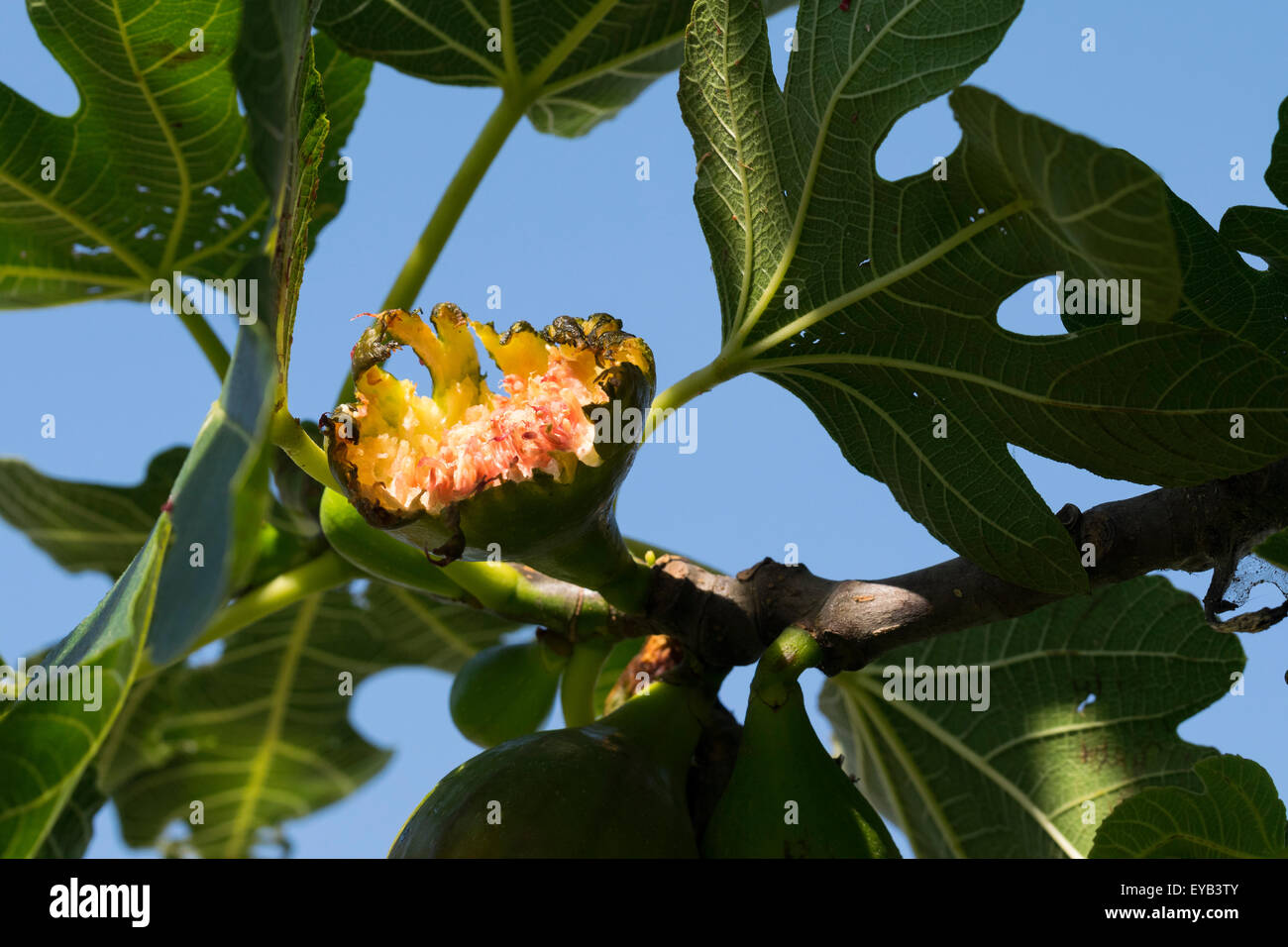 In a fig tree, a ripe fig picked by birds Stock Photo - Alamy