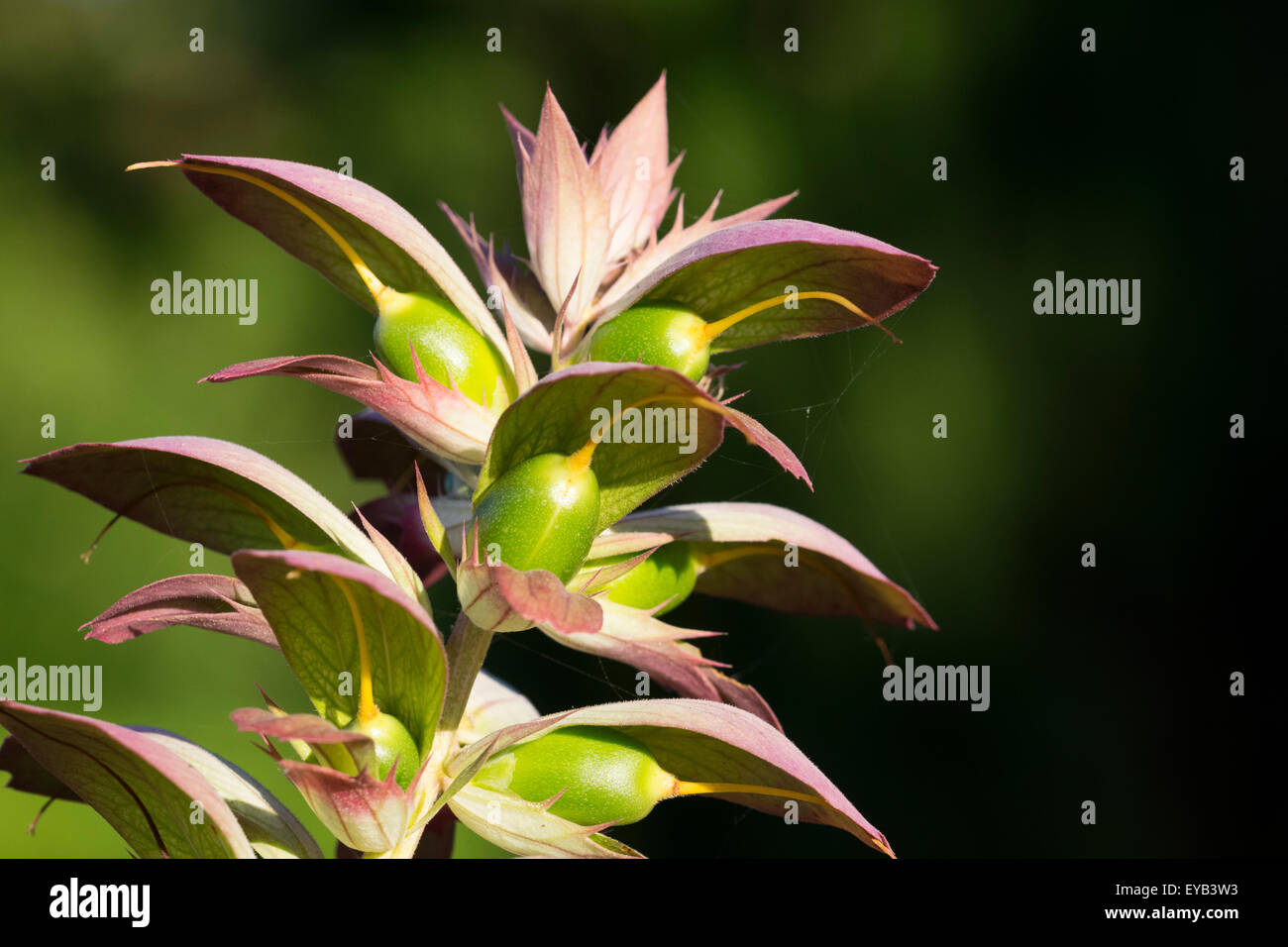 Acanthaceae acanthus hi-res stock photography and images - Alamy