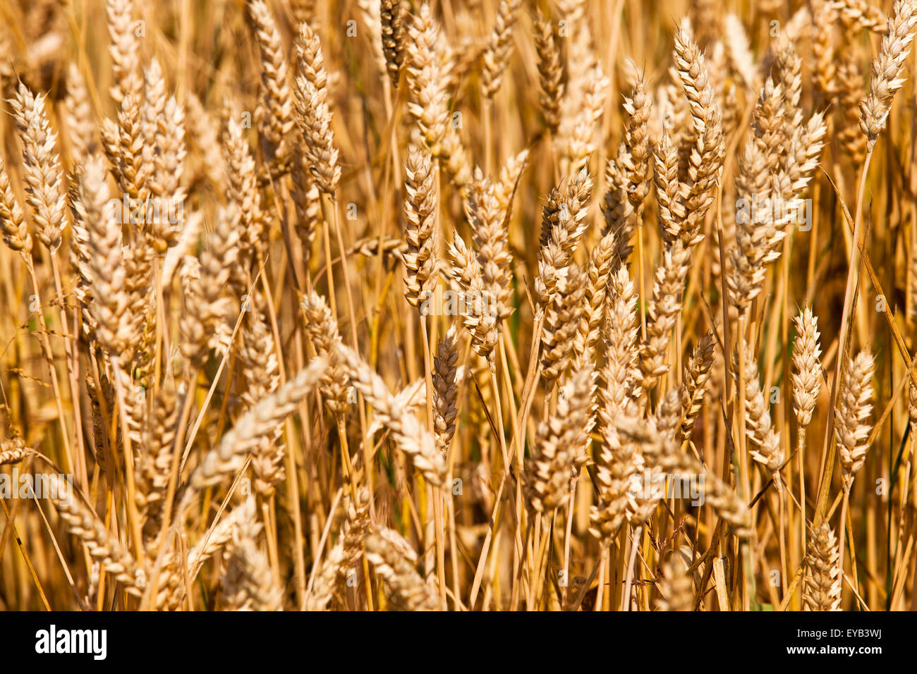 Tractor logo farm template hi-res stock photography and images - Alamy
