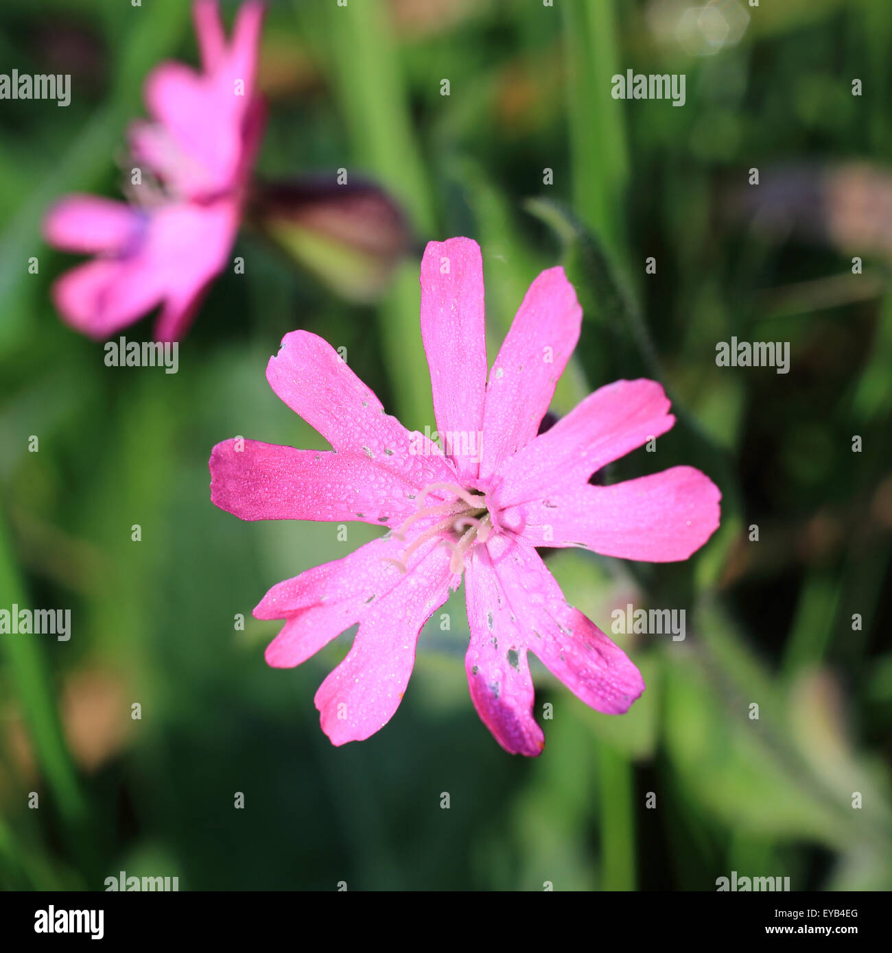 Red Campion flowers, (Melandrium dioicum), Heligan, Cornwall, England ...