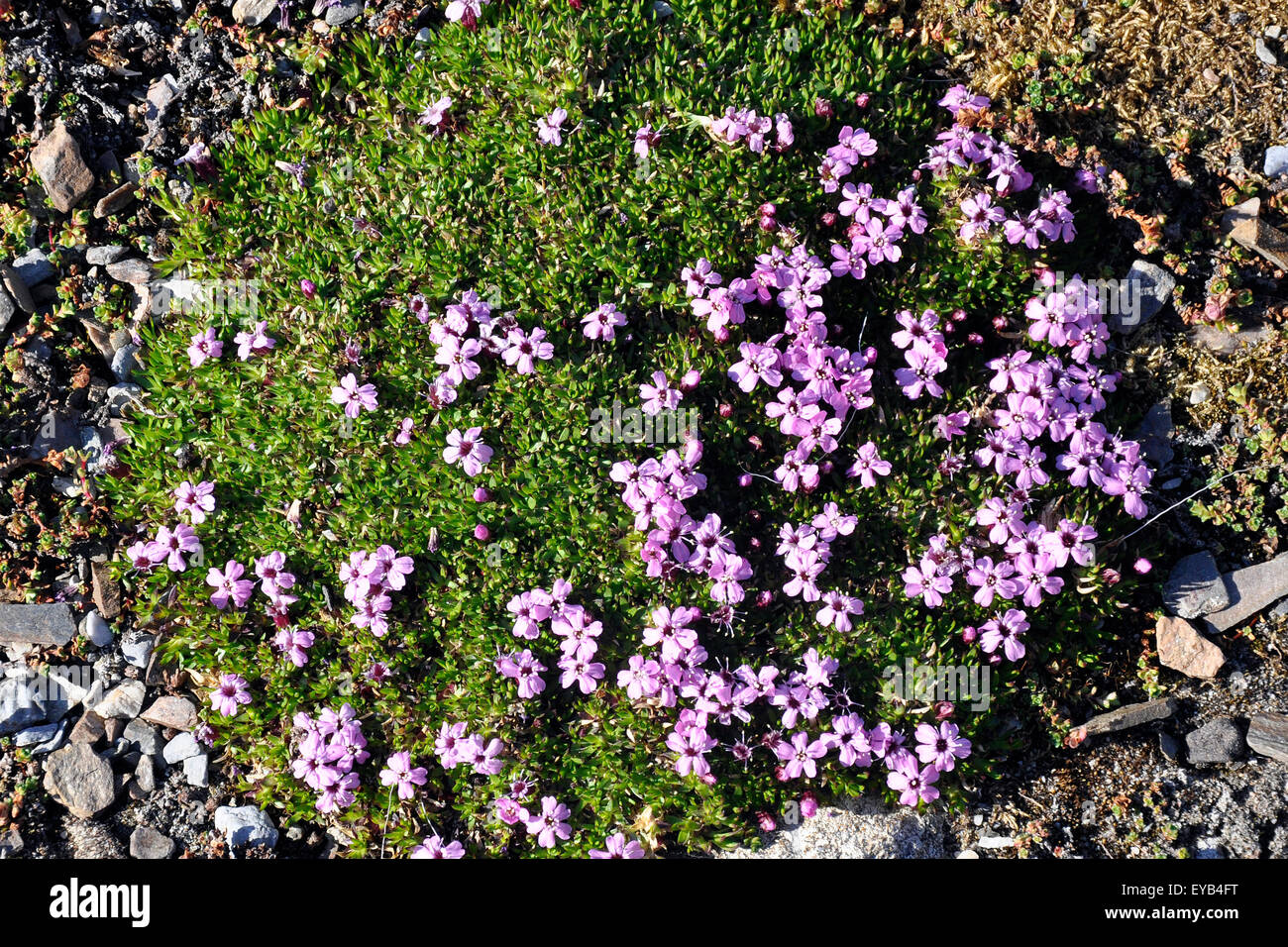 Norway, Svalbard islands, Spitsbergen island, local flora palemonium ...