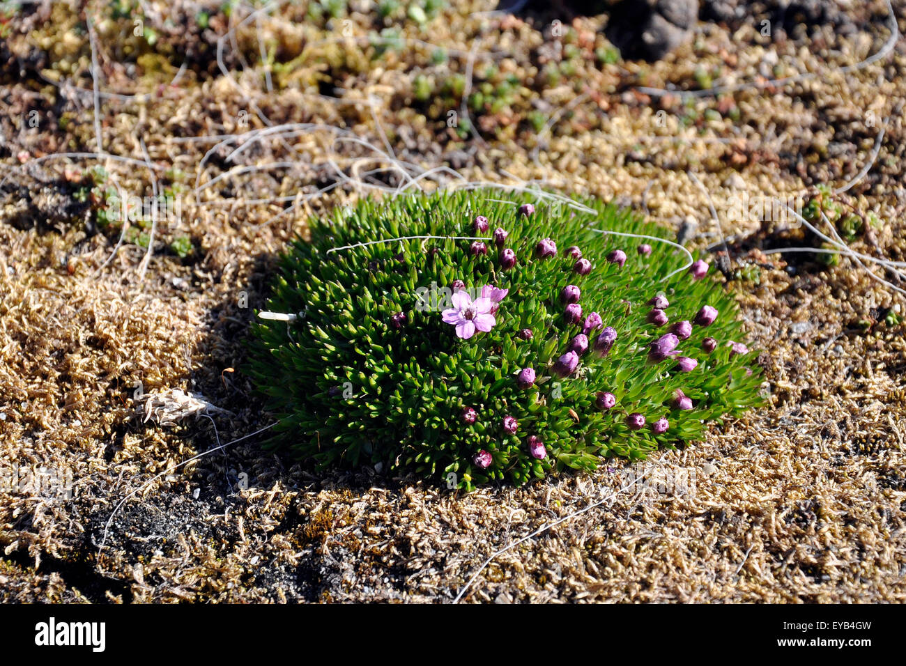 Norway, Svalbard islands, Spitsbergen island, local flora palemonium ...