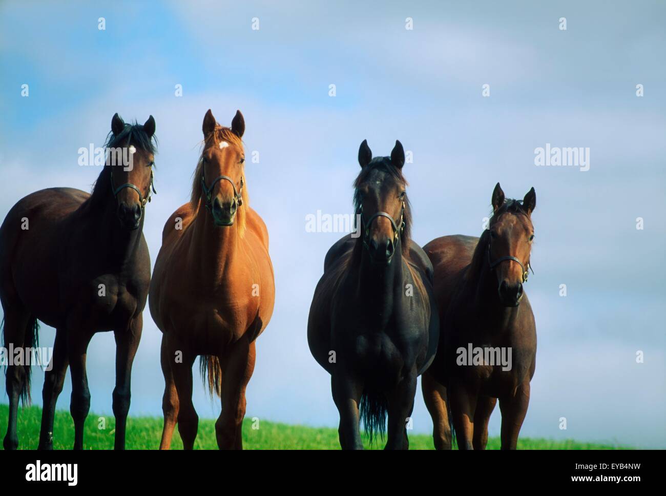 Yearlings ireland hi-res stock photography and images - Alamy