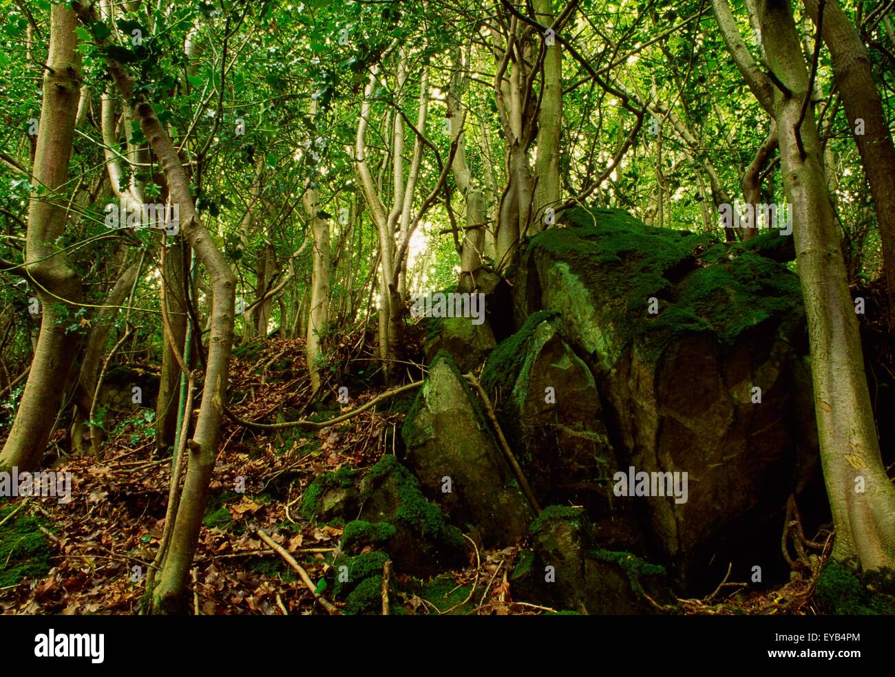 Bohill forest hi-res stock photography and images - Alamy
