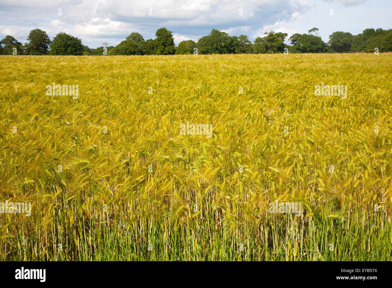 Field with growing barley crop in summer, Shottisham, Suffolk, England ...