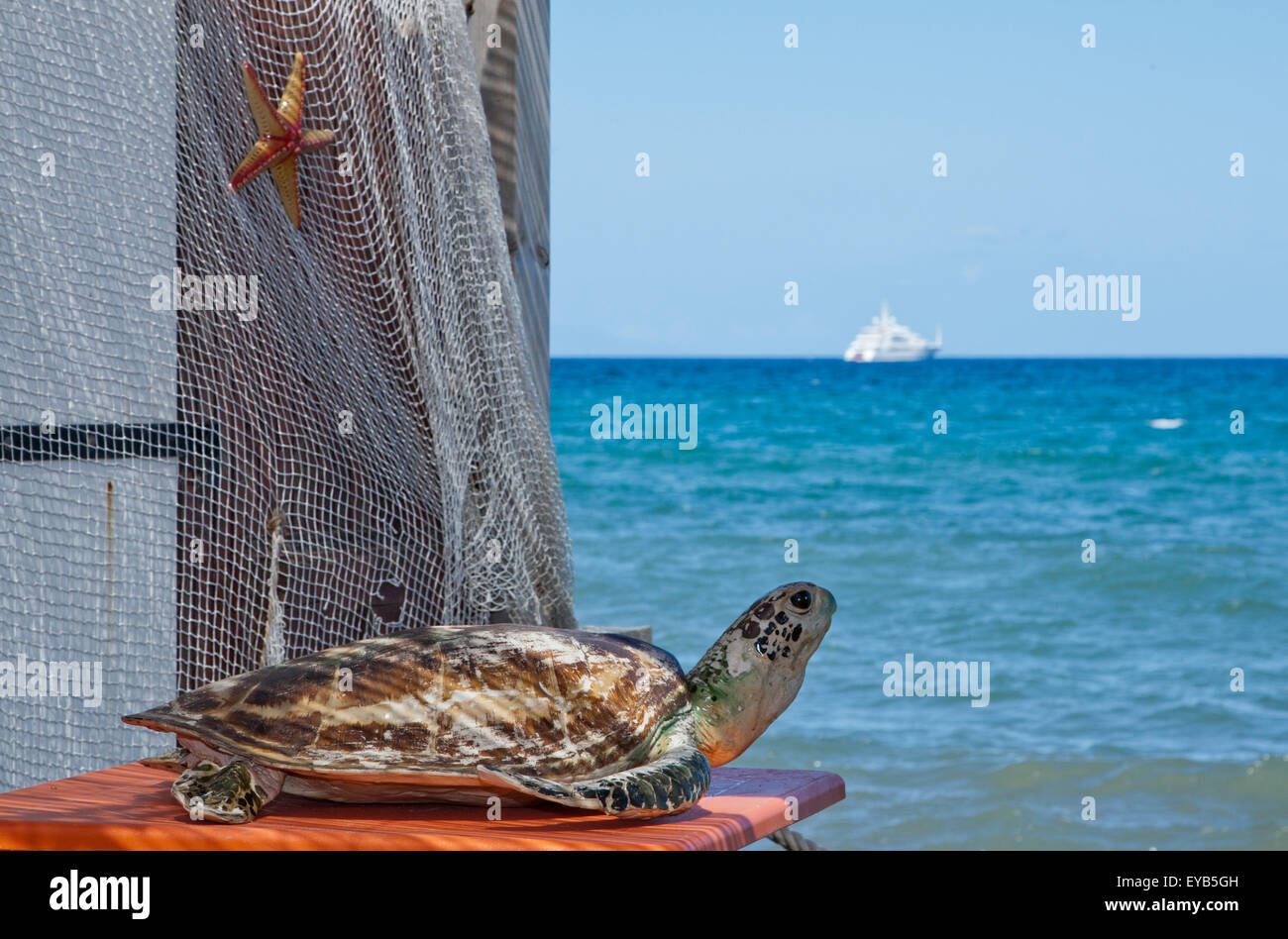 the turtle and the boat, corsica, france Stock Photo - Alamy