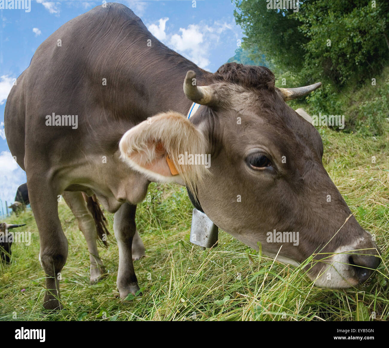 Italian White Cow High Resolution Stock Photography and Images - Alamy