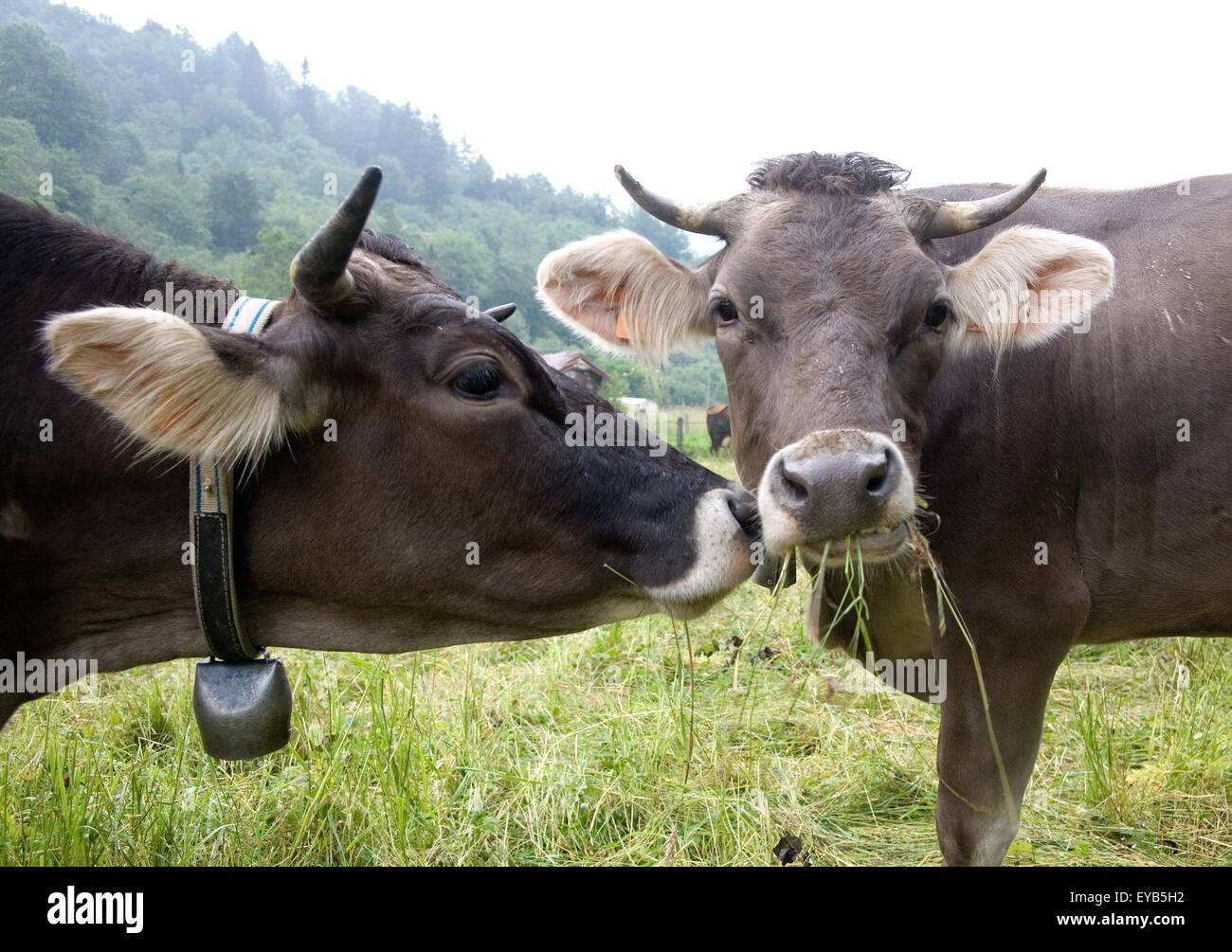 Italian white cow hi-res stock photography and images - Alamy