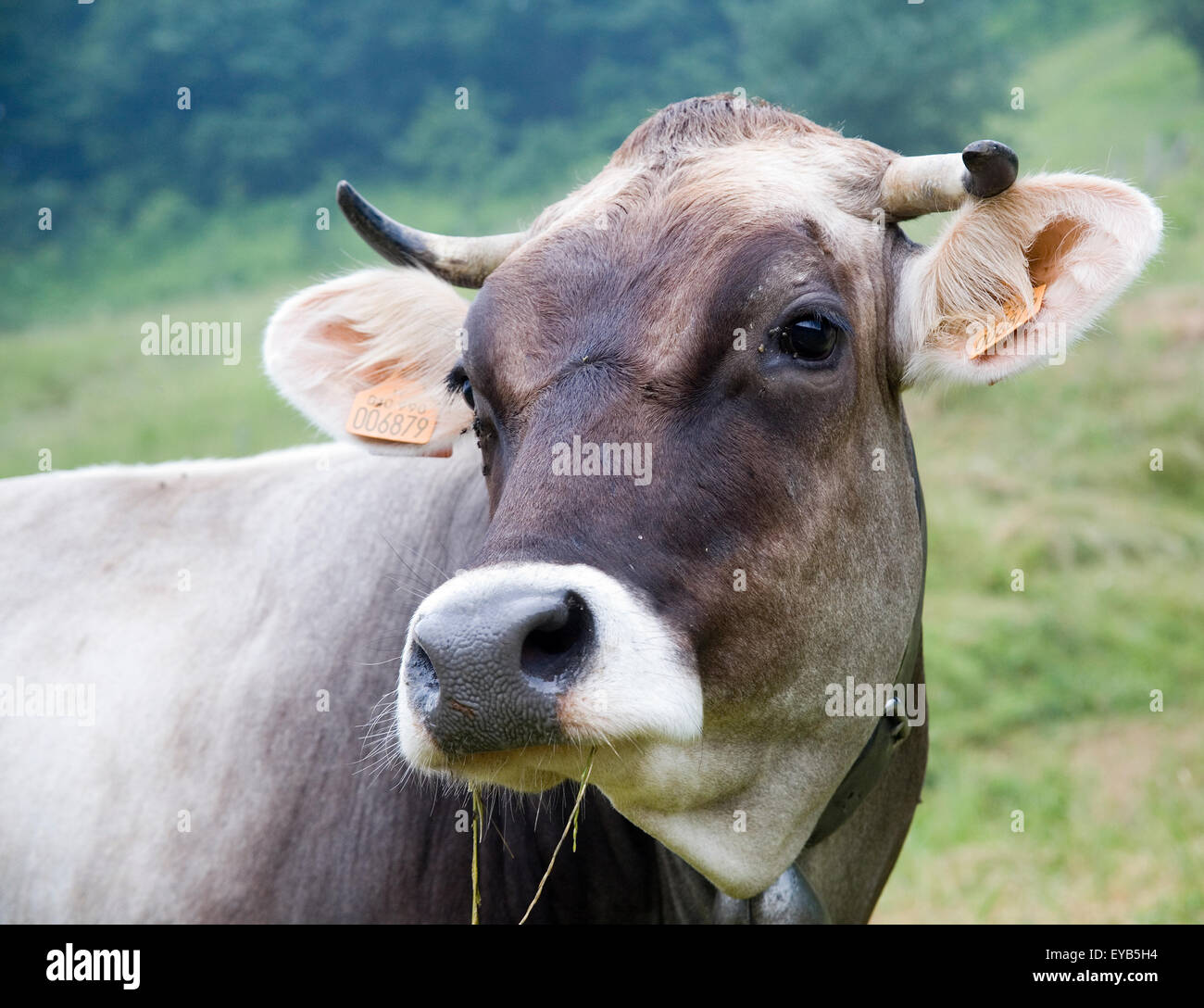Italian white cow hi-res stock photography and images - Alamy