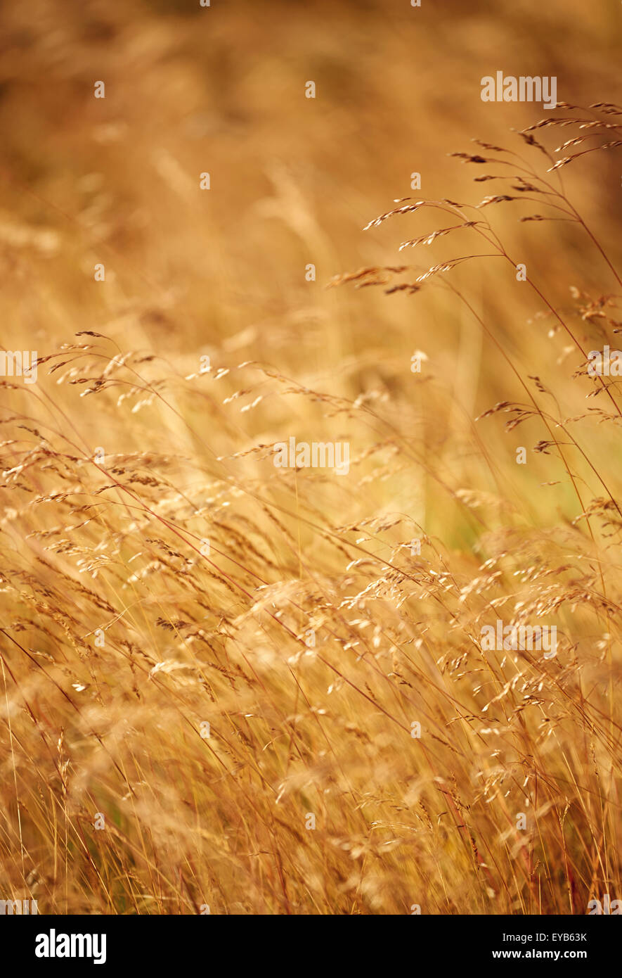 Summer breeze hi-res stock photography and images - Alamy