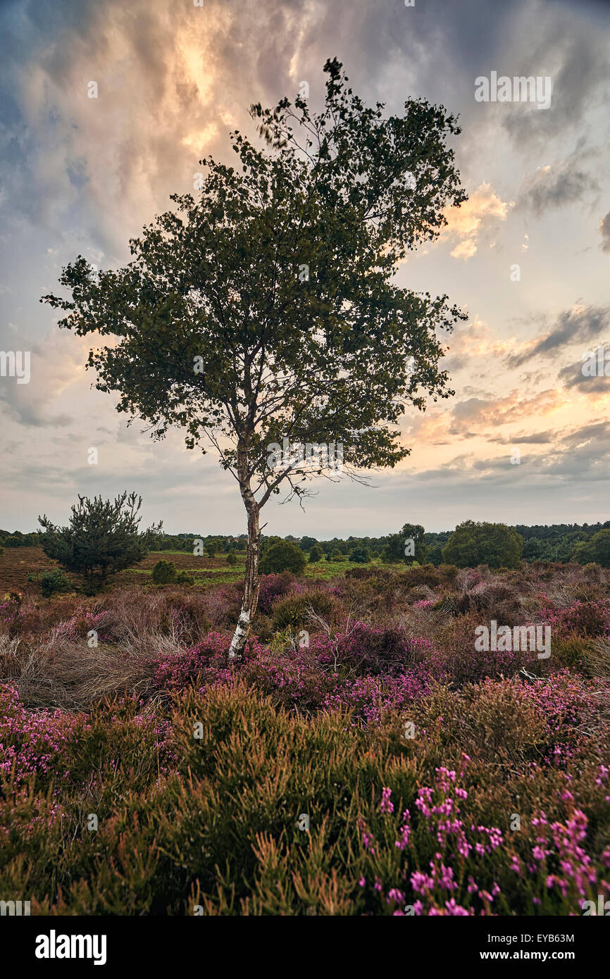 A single birch tree at sunset, growing on heathland as the heather ...