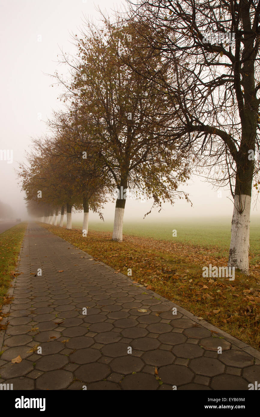 trees in autumn Stock Photo - Alamy