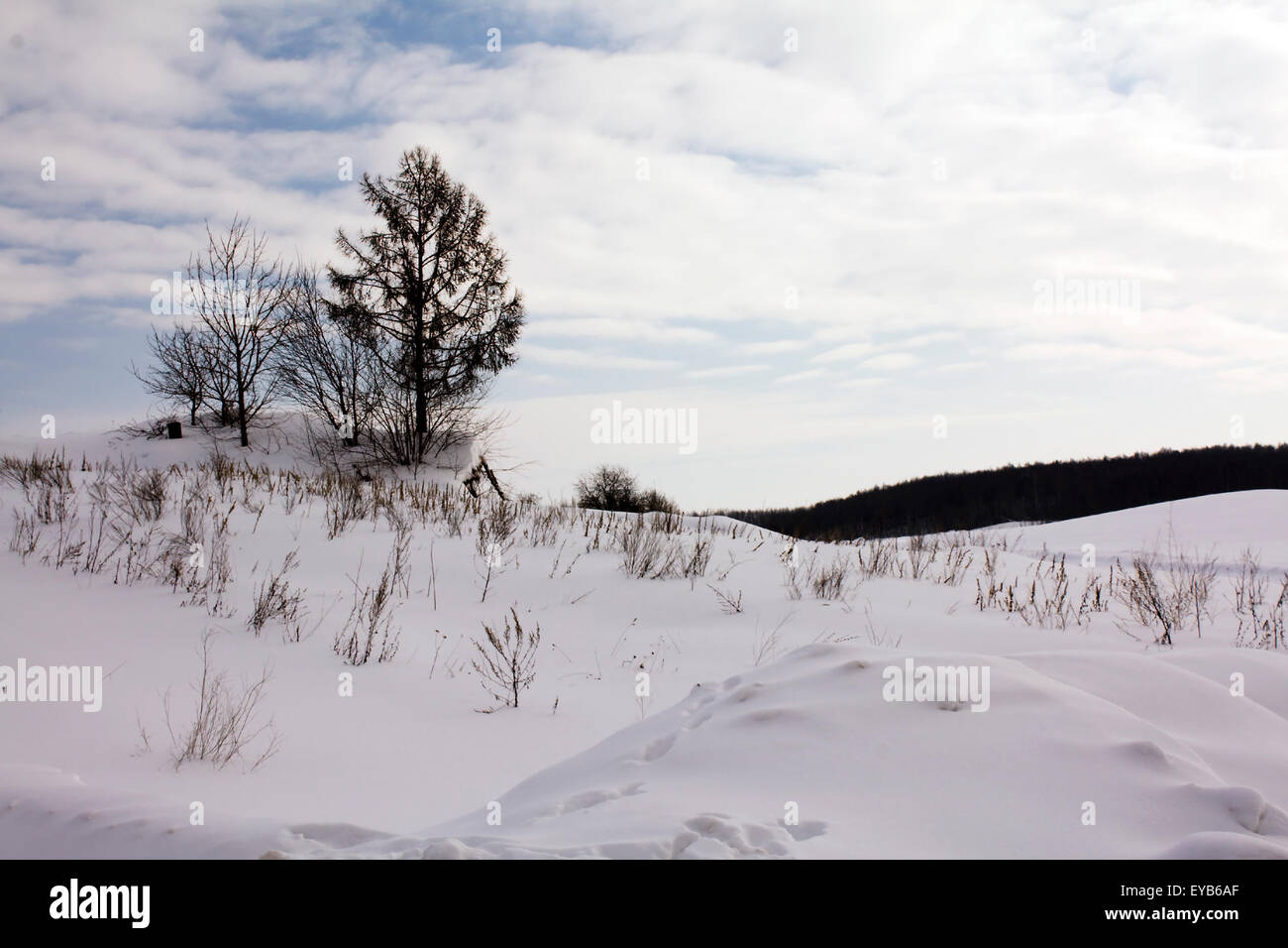 tree in winter Stock Photo - Alamy