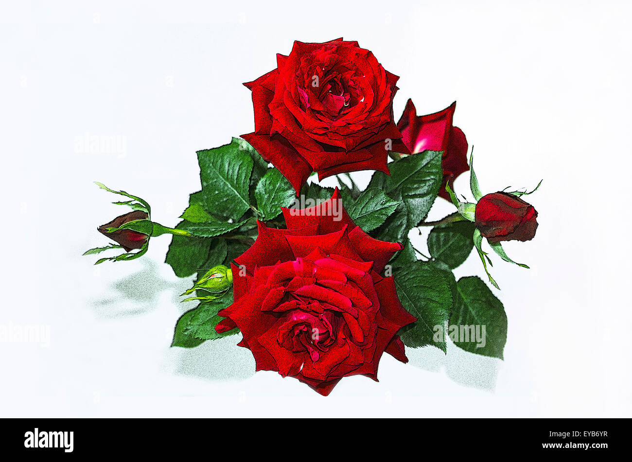 Bouquet red roses buds Cut Out Stock Images & Pictures - Alamy