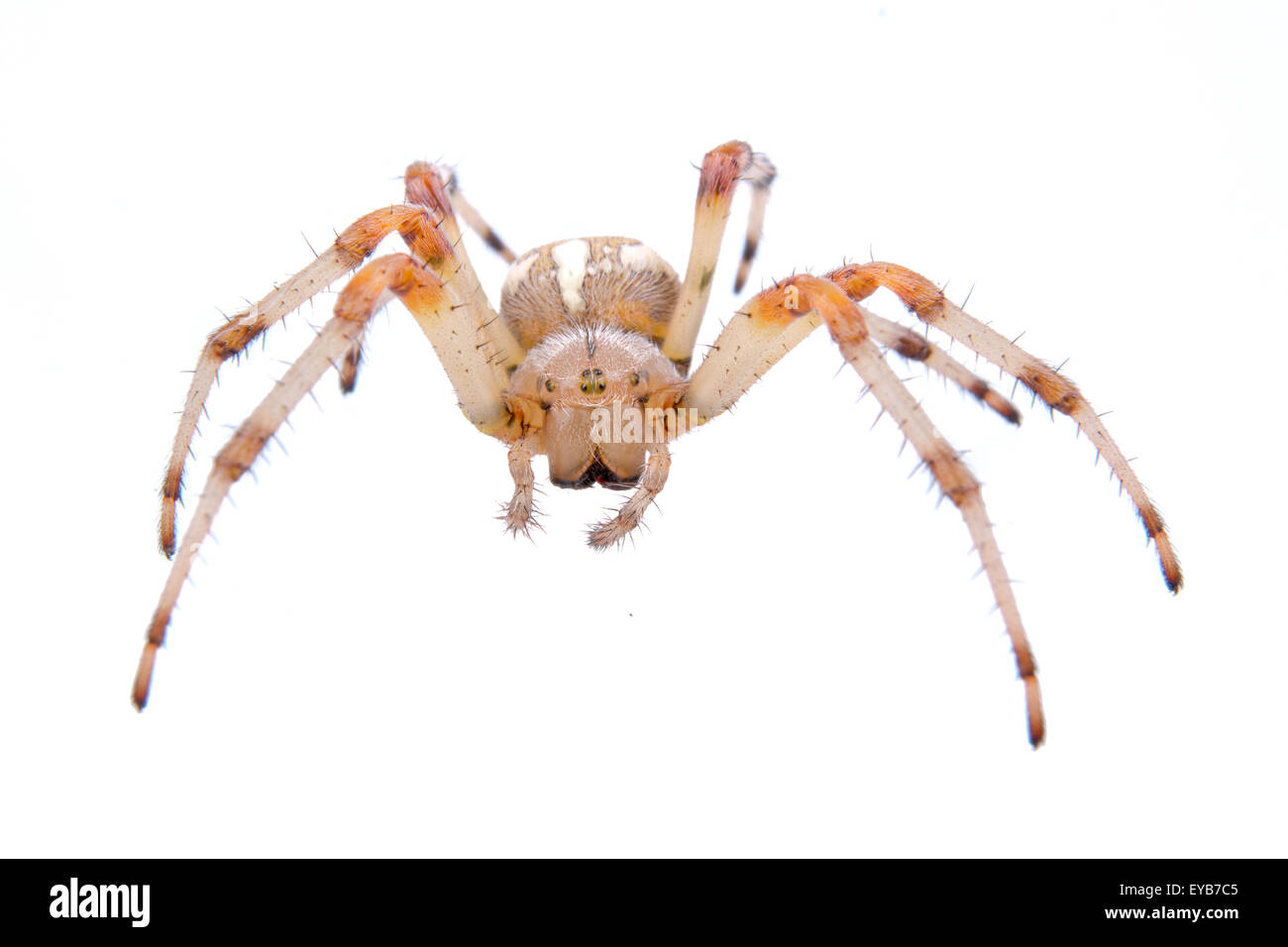 Brown spider hi-res stock photography and images - Alamy