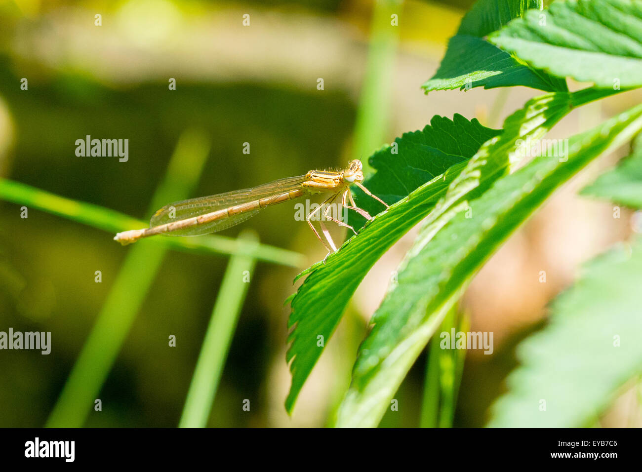 Grey dragonfly sitting on the leaf of plant Stock Photo - Alamy