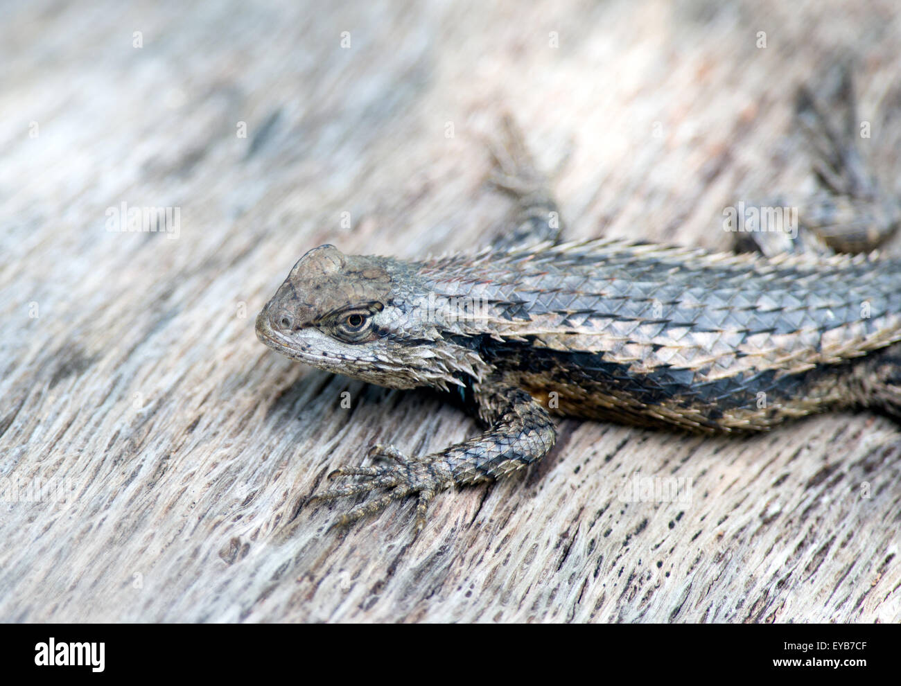 Texas Spiny Lizard an agile climber Stock Photo - Alamy