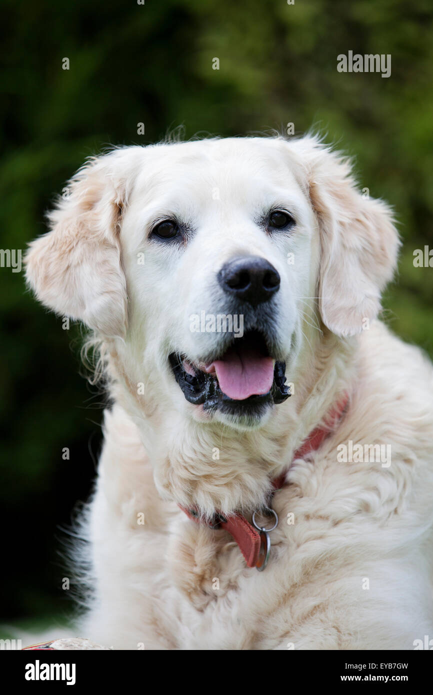 An elderly English Golden Retriever pedigree dog looking healthy and ...