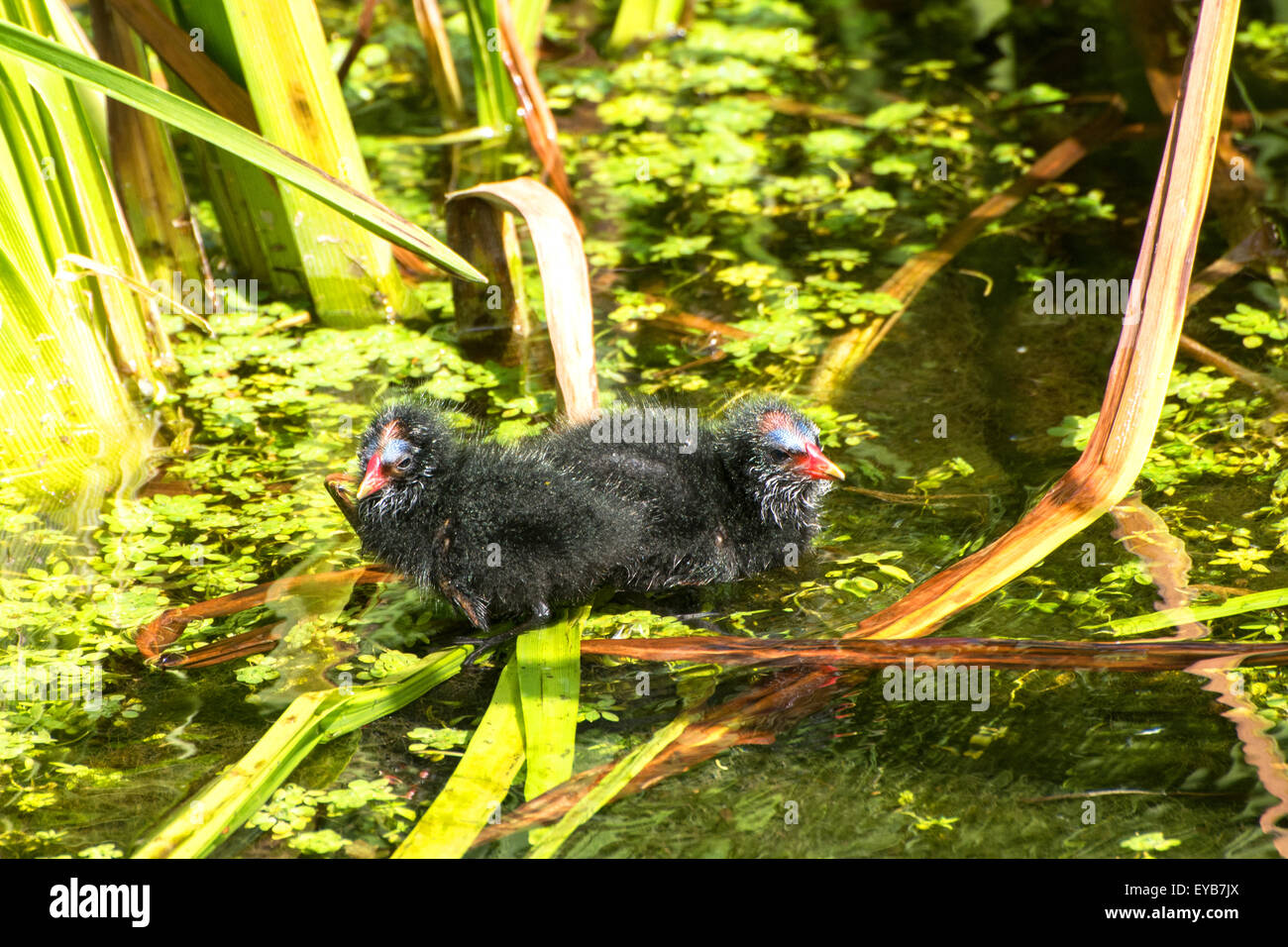 Baby moorhen hi-res stock photography and images - Alamy
