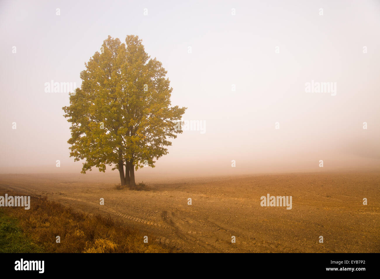 trees in autumn Stock Photo - Alamy